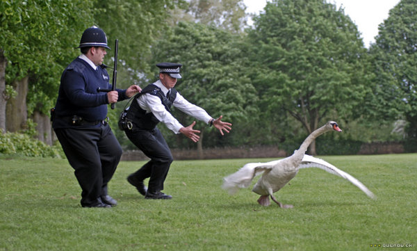 Hot Fuzz, Edgar Wright, Simon Pegg, Martin Freeman, Bill Nighy, Nick ...